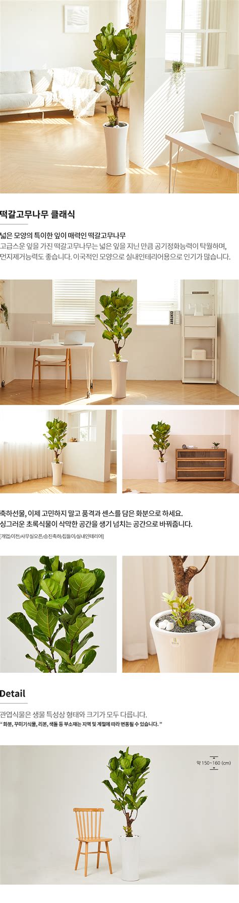 식물 떡갈고무나무 클래식 넓은 모양의 특이한 잎이 매력인 개업식 화분 선물 오늘의집 쇼핑