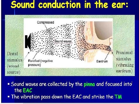 Physiology Of Hearing 21st July 11