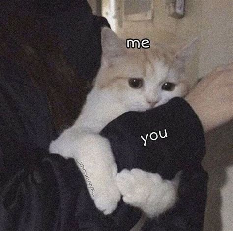Iu Mascotas Bonitas Meme Gato Gatitos Adorables