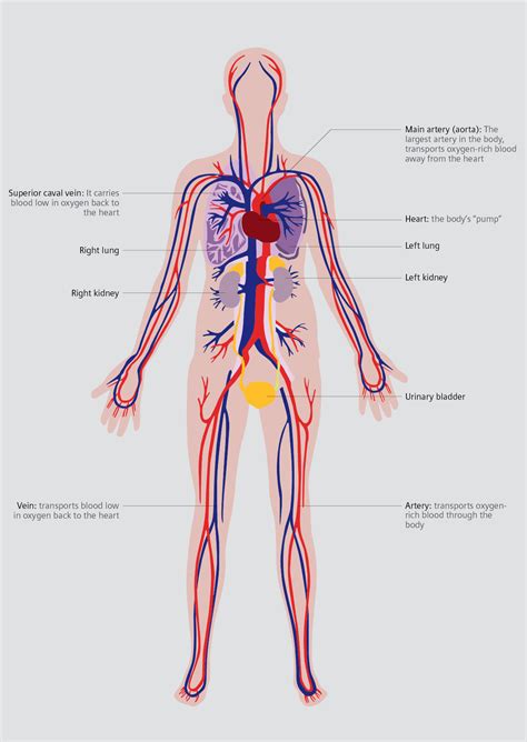 Circulatory System Diagram With Labels Lovely File Diagram