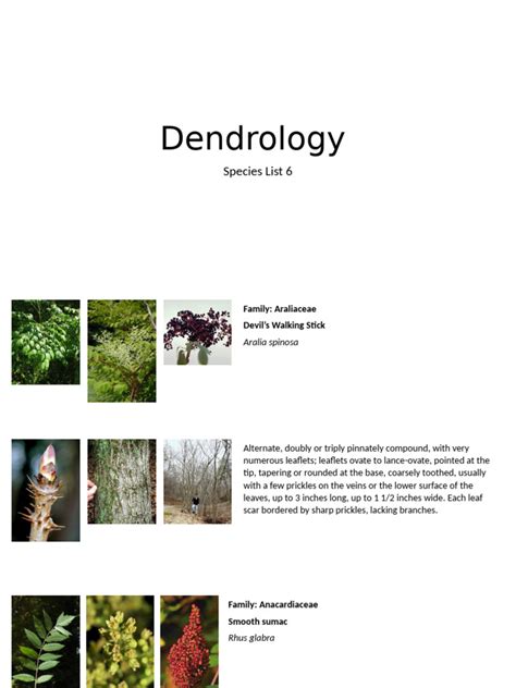 Dendrology Species List 6 Pdf Leaf Botany