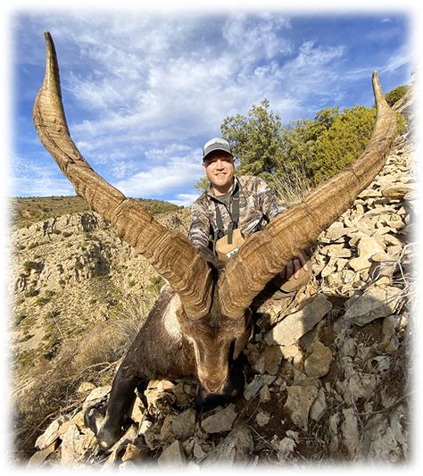 Beceite Ibex Spanish Ibex Hunt Iberhunting