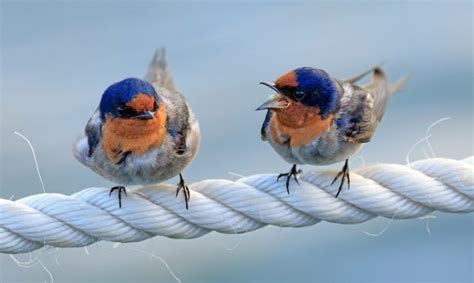 Caring For Conflicts