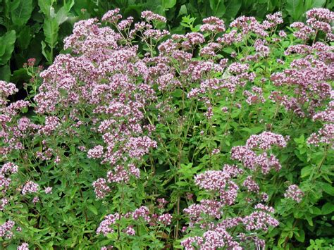 Paprastasis Raudonėlis Lot Origanum Vulgare Vaistažolė