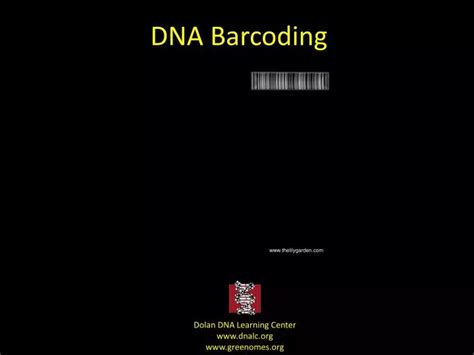 Ppt Dna Barcoding Powerpoint Presentation Free Download Id4798300