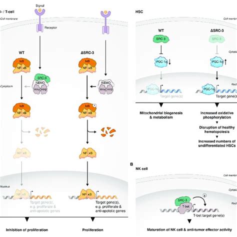 srcs in th17 cell development and function a src 1 rorgt complex