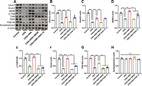 Roles Of Ampa Receptors And Bdnf Trkb Signaling In The Download Scientific Diagram