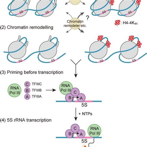 Gsk3β Distributes Through The Entire Rdna Transcription Unit Occupying