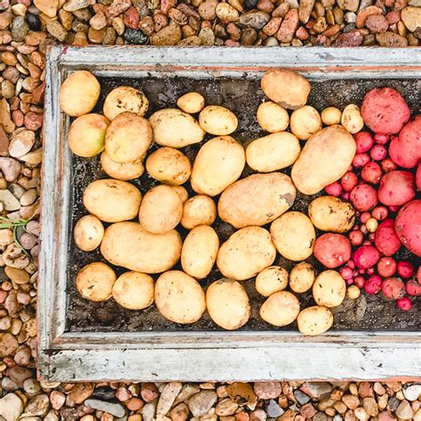 How To Know When To Harvest Potato Plants Ninnescah Made