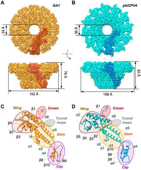 Figure 3 From Cryo EM Structures Of Two Bacteriophage Portal Proteins