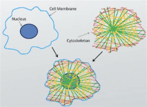 Cytoskeleton And Cillia Flashcards Quizlet