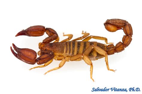 Class Arachnida Scorpiones Vaejovidae Pseudouroctonus Santarita