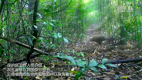 云南大围山首次拍到濒危灰孔雀雉影像 凤凰网视频 凤凰网