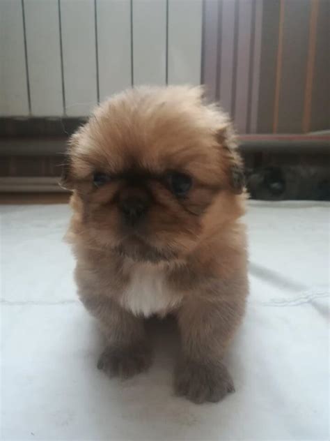 Ekaspace On Linkedin იმპერატორული პეკინესის ლეკვები