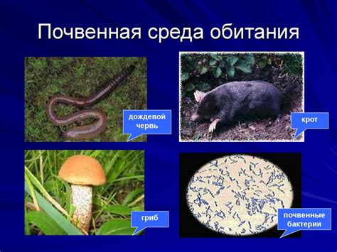 Среда обитания - online presentation