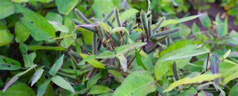 Urd Shakti Vardhak Hybrid Seeds Pvt Ltd