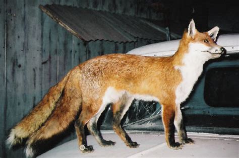 Five Legged Two Tailed Fox By Lonshaou On Deviantart