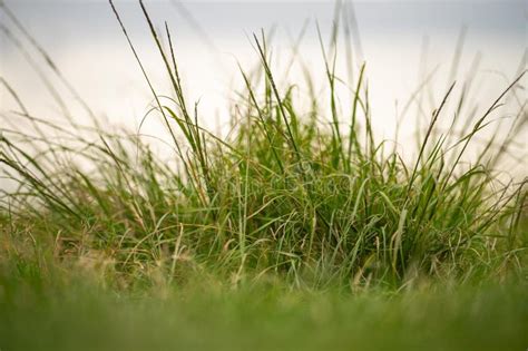 Long Native Grasses On A Regenerative Agricultural Farm Pasture In A