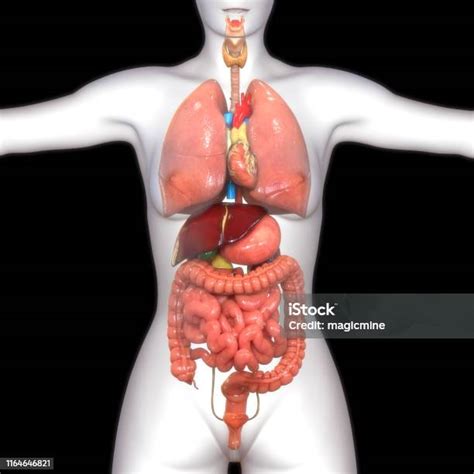 인체 장기 해부학 3차원 형태에 대한 스톡 사진 및 기타 이미지 3차원 형태 X 레이 가스 교환 Istock
