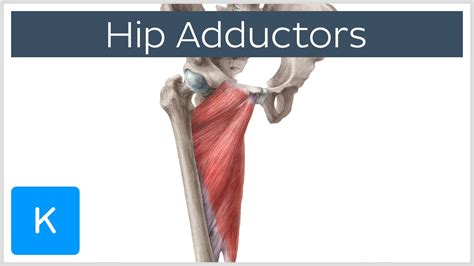 Hip Abductors Form At Katrina Mcandrews Blog