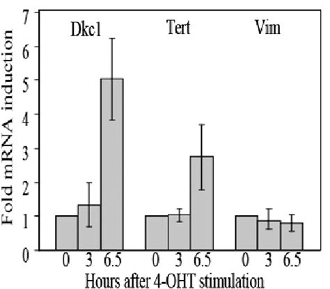 Dkc1 Is An Evolutionarily Conserved C‐myc Target Alawi 2007 The