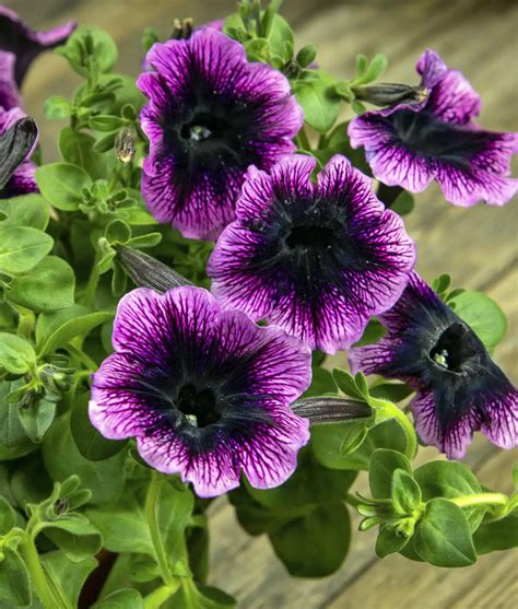 Petunia Blue Vein - Pukinmäen puutarha