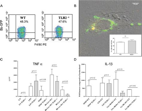 Tlr2 Deficient And Wild Type Murine Macrophages Peritoneal Macrophages