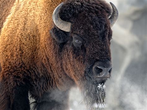 American Bison
