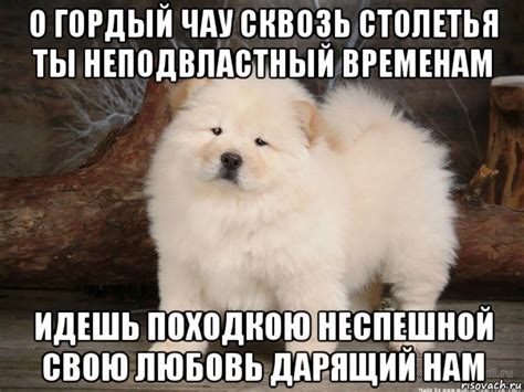 о гордый чау сквозь столетья ты неподвластный временам идешь походкою ...