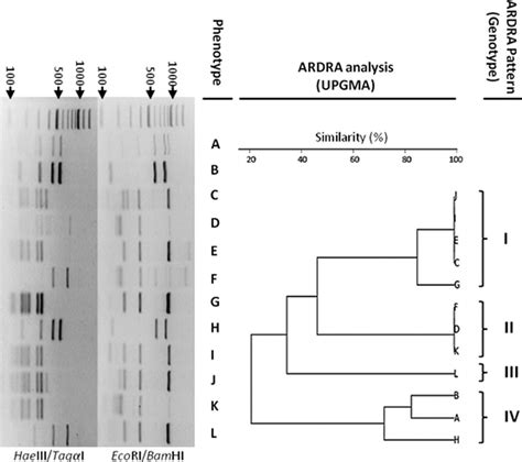 Ardra Of Representative Isolates From Different Phenotype Groups After Download Scientific