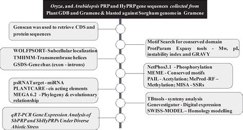 Frontiers Identification And Analysis Of Proline Rich Proteins And