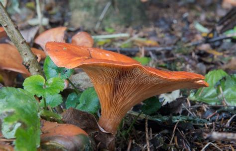 Tawny Funnel Cap Stock Image Image Of Tawny Edible 265179443