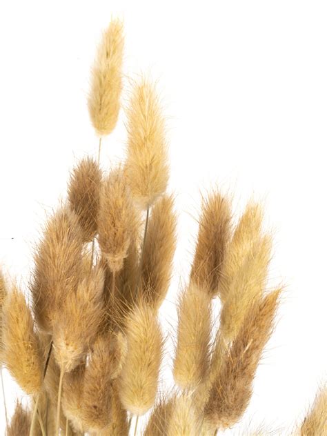 Lagurus Natural Ni Bynature Wholesale