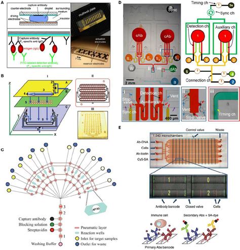 Facilitated Automated Immunoassay On Chip A A Digital Download Scientific Diagram