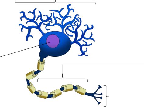 Solved Match These Items Or Actions To Their Locations On A Neuron Type Course Hero