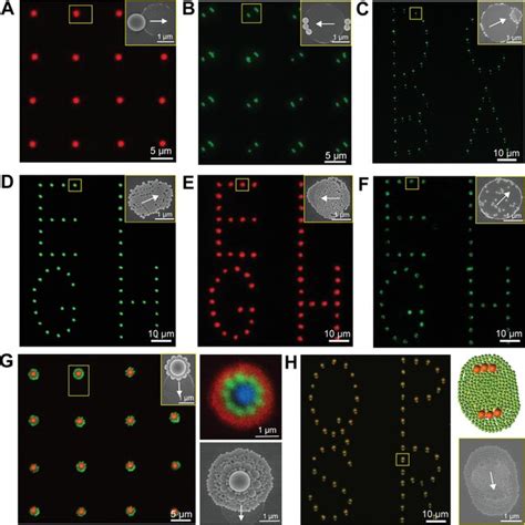 Diverse Assembly Patterns Depending On The Particles Composition And