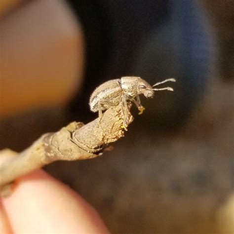 Longtime Weevil Fanatic Here Coworker And I Met Our First Weevil