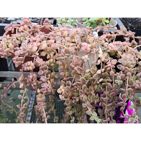 開心多肉~3吋盆2吋盆 多肉植物 組盆 【臥地延命草】含土含盆寄出實物拍攝 蝦皮購物