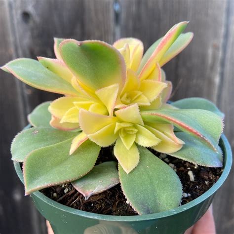 Aeonium Etsy