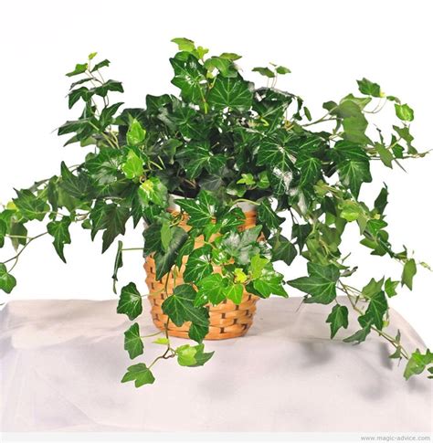 Six Cold Resistant Houseplants