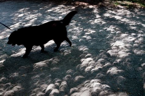 How The Specialists Describe Their Photo Voltaic Eclipse Experiences