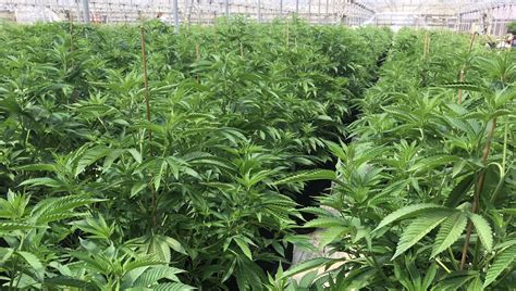 How To Fix Overwatered And Underwatered Cannabis Plants Fast Buds