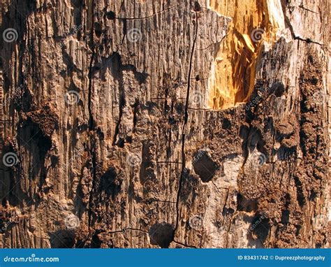 Damaged Bark On A Tree Stock Photo Image Of Nature Insects 83431742