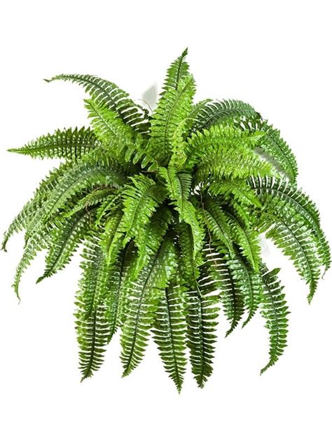 Купить Папоротник Бостон (искусственный) Treez Collection (Папоротники ...
