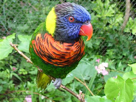Beautiful Colorful Birds
