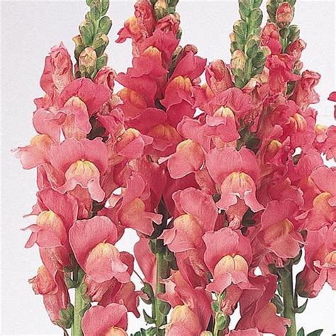 1 000 Pelleted Snapdragon Seeds Snapdragon Cool Rose Cut Flower Buy