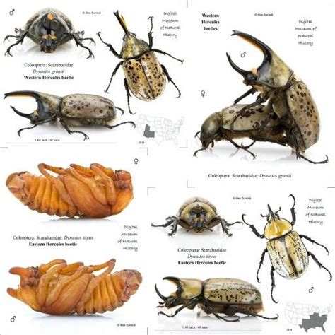 Blister Beetle Life Cycle Water Beetle
