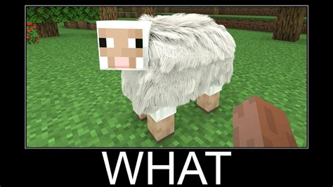 Minecraft Wait What Meme Part 33 Realistic Sheep 24 Youtube