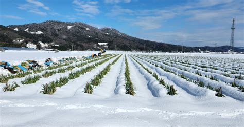 2023020103 田中農場日誌｜鳥取県八頭町でおいしいお米と野菜を育てる農場スタッフブログ