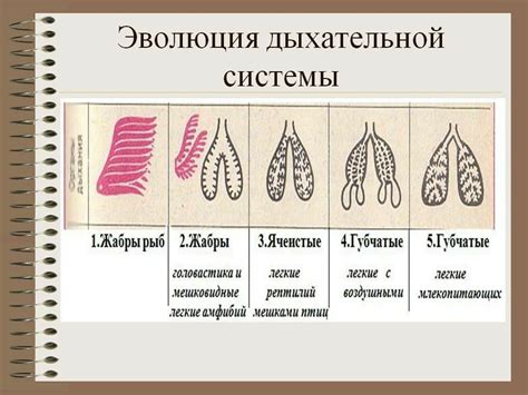составить таблицу Эволюция органов дыхания Школьные Знанияcom